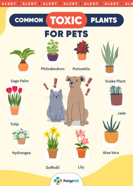 14 Flowers Toxic to Cats & Signs of Poisoning (Vet Answer) | The Vet Desk