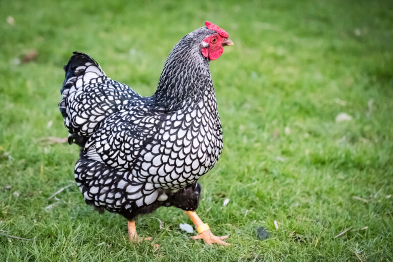 22 Greatest Pets for Kids (With Info, Pictures & FAQ) | The Vet Desk