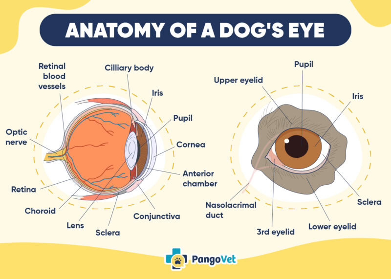 Do Dogs Cry Tears? Vet Reviewed Answer | The Vet Desk