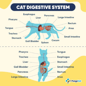 How Long Does It Take Cats to Digest Food? Feline Digestion Explained ...