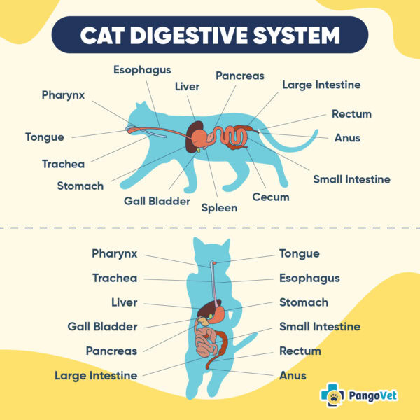 Cat Anatomy 101: Understanding the Feline Body | The Vet Desk