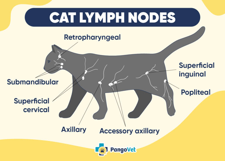 Lymphoma in Cats: Vet-Explained Signs, Treatment, & Causes | The Vet Desk