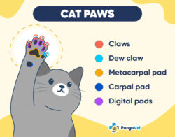 Cat Anatomy 101: Understanding the Feline Body | The Vet Desk