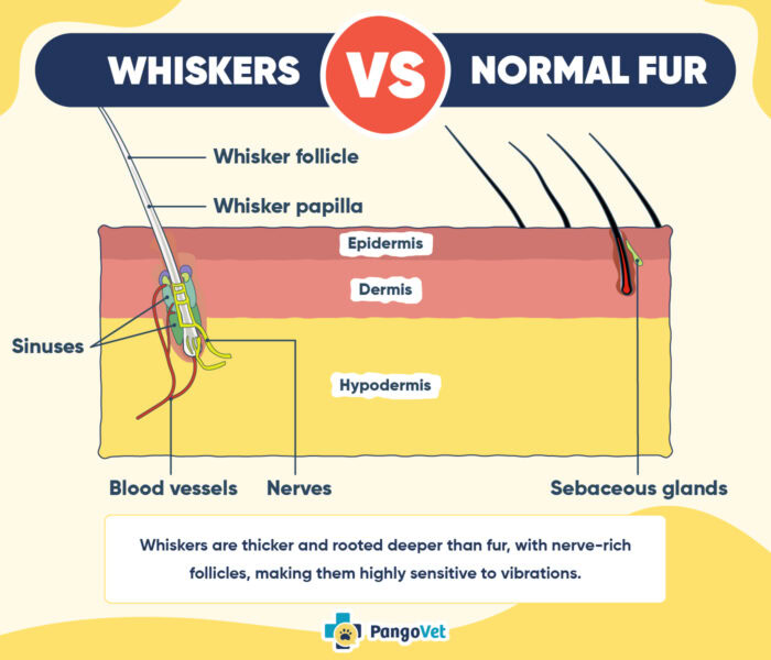Cat Anatomy 101: Understanding the Feline Body | The Vet Desk