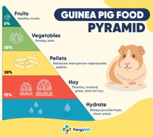 What Do Guinea Pigs Eat? Vet-Verified Food Options | The Vet Desk