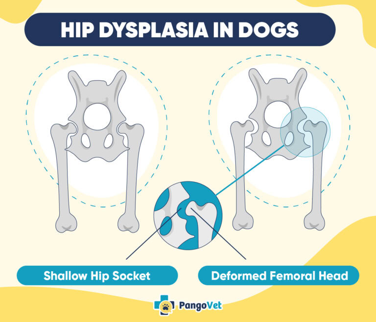 Hip Dysplasia in Dogs: Vet Approved Signs, Prevention & Treatment | The ...