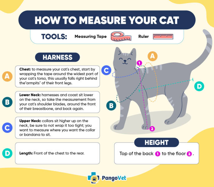 How to Measure for a Cat Harness: 3 Vet-Reviewed Tips & Tricks | The ...
