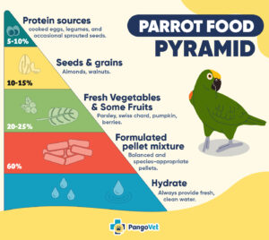 Can Parrots Eat Bananas? Our Vet Answers | The Vet Desk