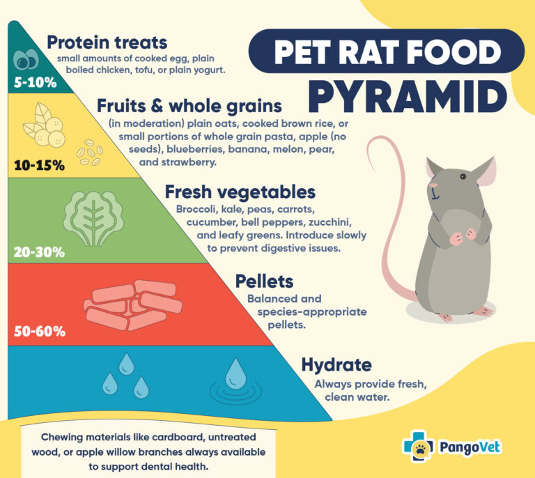 What Do Rats Eat in the Wild & as Pets? Vet-Reviewed Diet & Nutrition ...