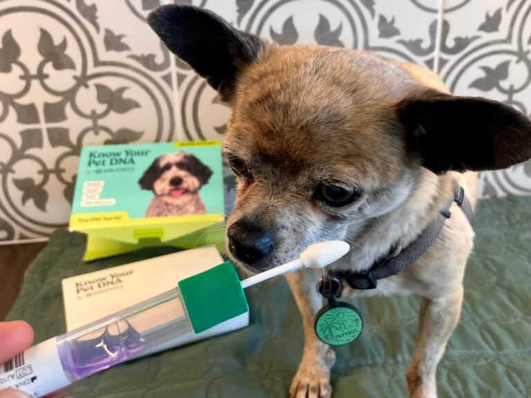 Ancestry Know Your Pet DNA Review 2026: Get to Know Your Dog Better ...