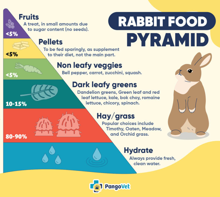 How Much & How Often to Feed Rabbits (With Feeding Chart & Guide) | The ...
